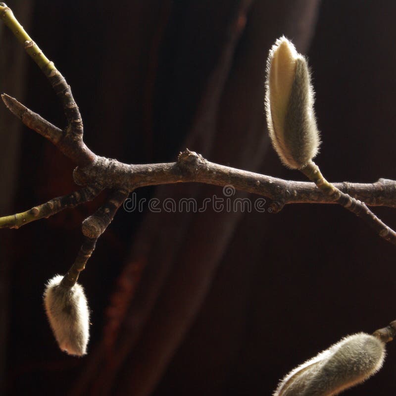 Magnolia Cucumber Tree Buds Stock Photo - Image of fresh, life: 90533480