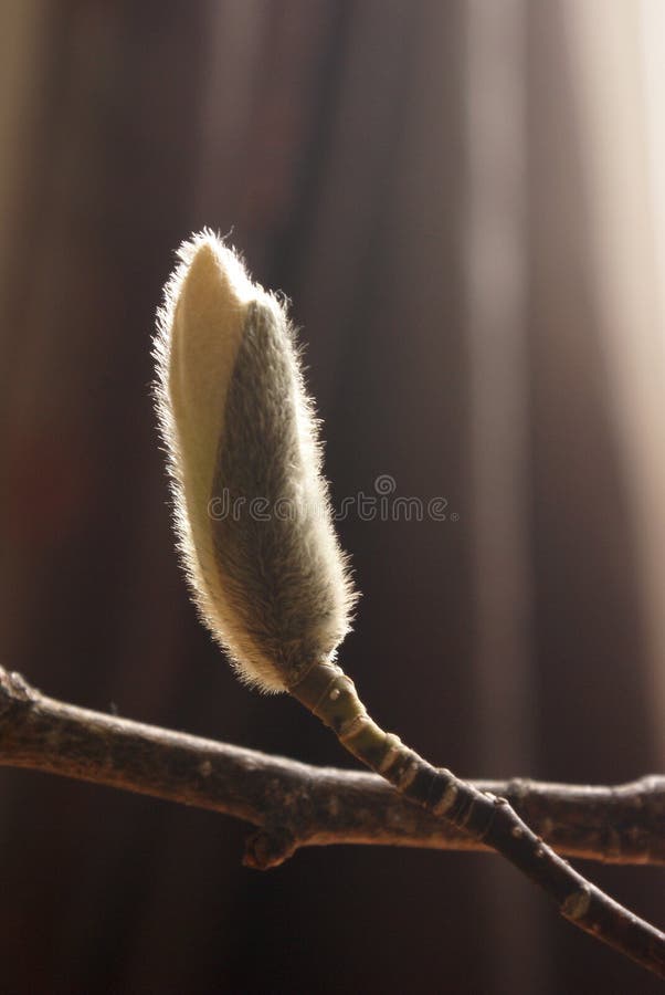 Magnolia Cucumber Tree Buds Stock Image - Image of branch, spring: 90533527