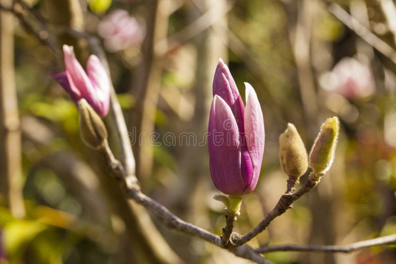 Magnolia stock image. Image of environment, macro, flower - 53236407