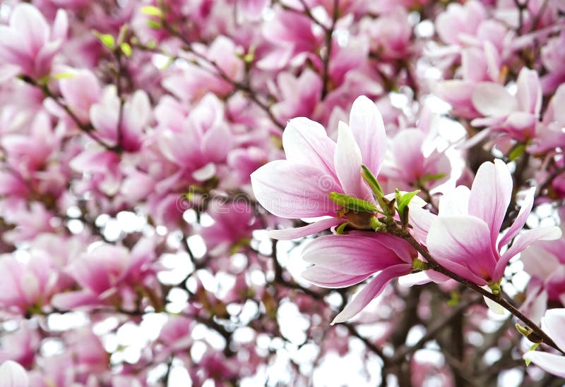 Magnolia de floraison photo stock. Image du propre, branchement - 8452468
