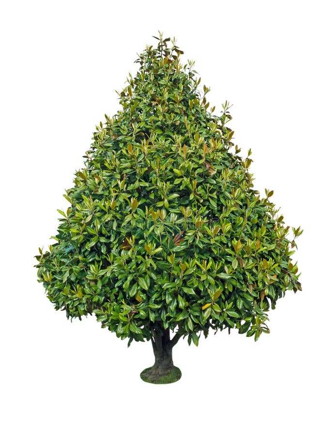 Magnolia decorative tree stock image. Image of gardening - 92719929