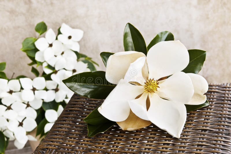 Magnolia and Dogwood Still Life Stock Image - Image of horizontal ...