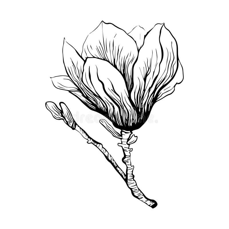 Magnolia Drawn in Graphic Style, Magnolia Branch Flower. Vector ...