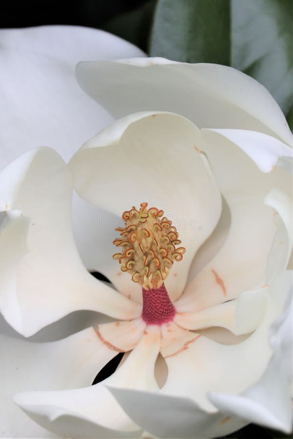 Magnolia Fleurit Avec Des Carpelles Image stock - Image du rouge ...