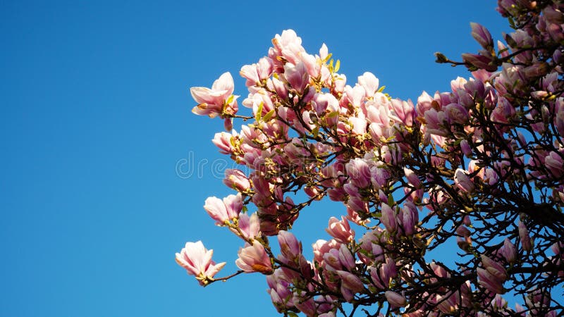 Magnolia Flower Against Blue Sky Stock Image - Image of buds, corn ...