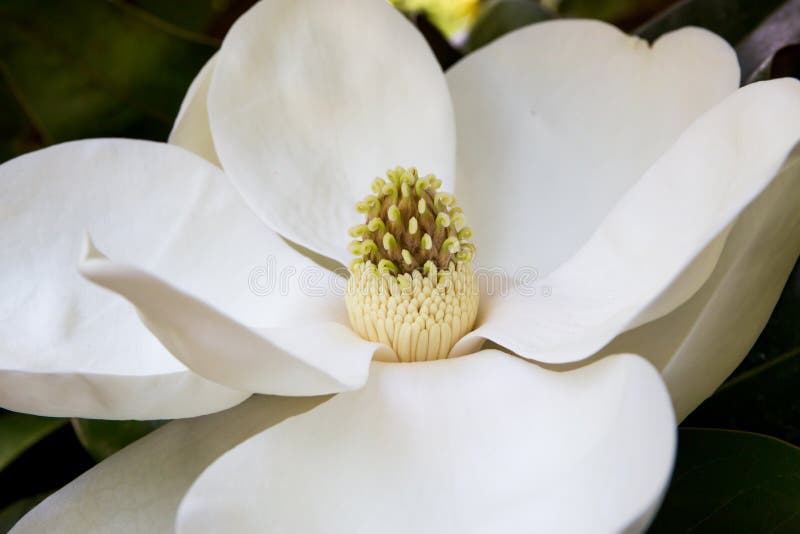 Magnolia Flower in Bloom stock image. Image of carpels - 184083991