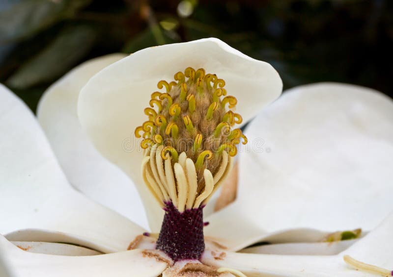 Magnolia Flower in Bloom stock photo. Image of south - 184083672