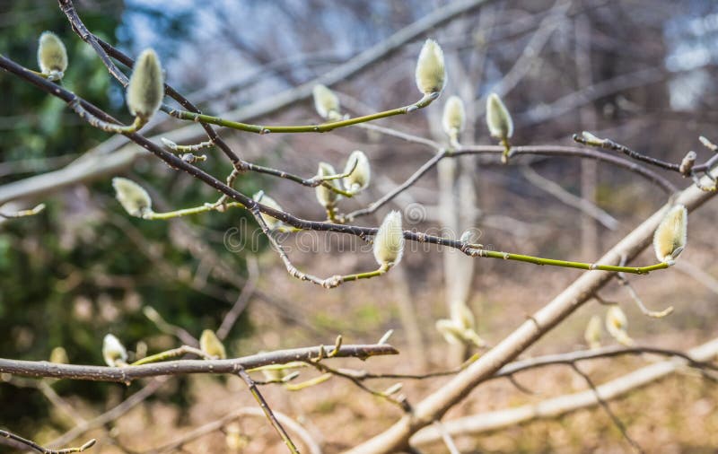 Magnolia Flower Bud in Early Spring Against the Blue Sky. Magnolia Tree ...