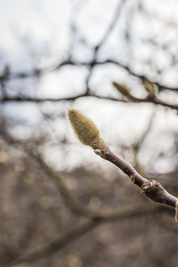 Magnolia Flower Bud in Early Spring Against the Blue Sky. Magnolia Tree ...