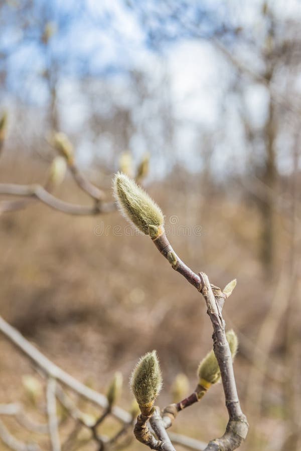 Magnolia Flower Bud in Early Spring Against the Blue Sky. Magnolia Tree ...