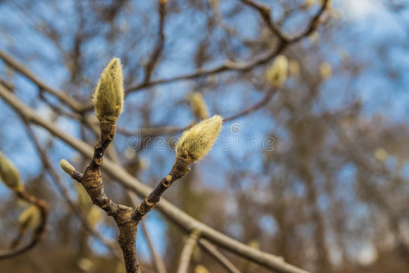 Magnolia Flower Bud in Early Spring Against the Blue Sky. Magnolia Tree ...