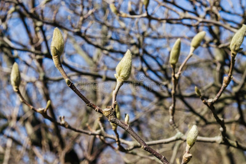 Magnolia Flower Bud in Early Spring. Magnolia Tree in Early Spring with ...