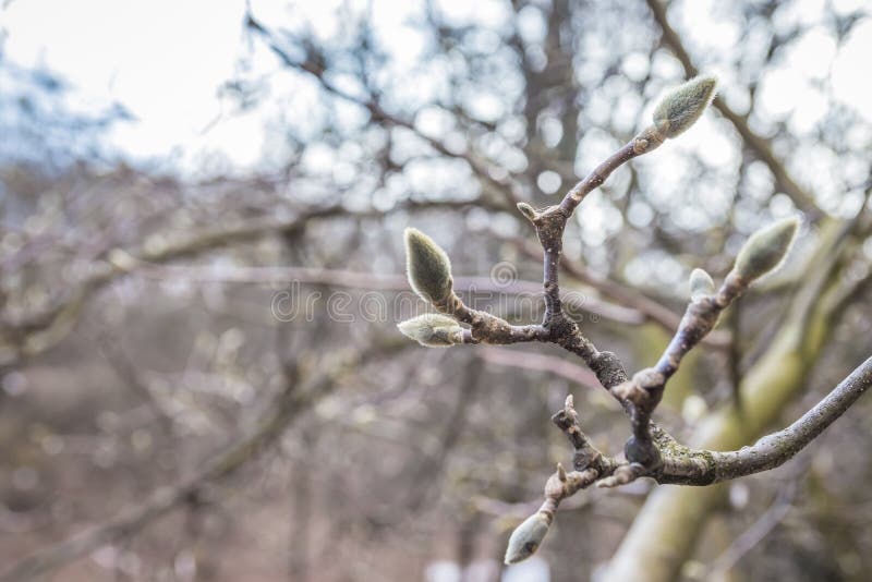 Magnolia Flower Bud in Early Spring. Magnolia Tree in Early Spring with ...