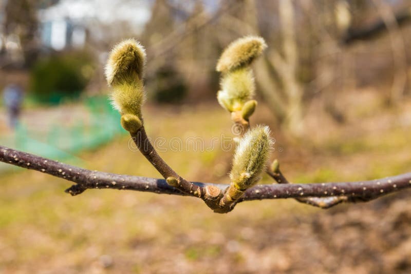 Magnolia Flower Bud in Early Spring. Magnolia Tree in Early Spring with ...