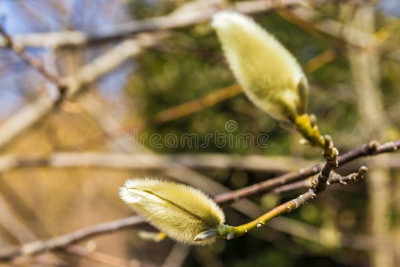 Magnolia Flower Bud in Early Spring. Magnolia Tree in Early Spring with ...