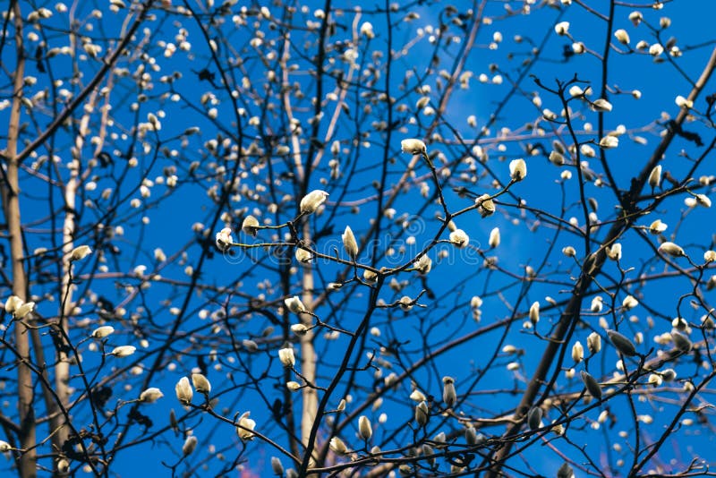 Magnolia Flower Bud in Early Spring. Magnolia Tree in Early Spring with ...