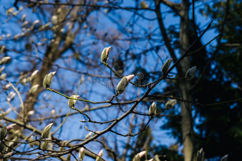 Magnolia Flower Bud in Early Spring. Magnolia Tree in Early Spring with ...
