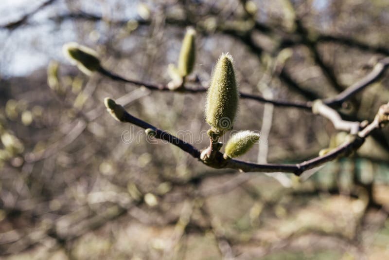 Magnolia Flower Bud in Early Spring. Magnolia Tree in Early Spring with ...
