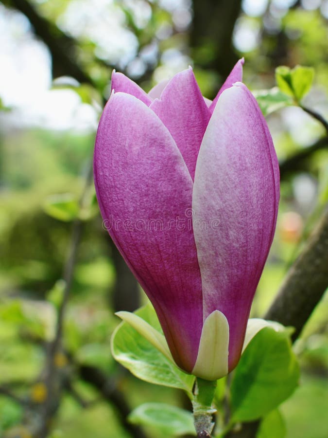 Magnolia flower bud stock image. Image of blooming, flora - 50874571
