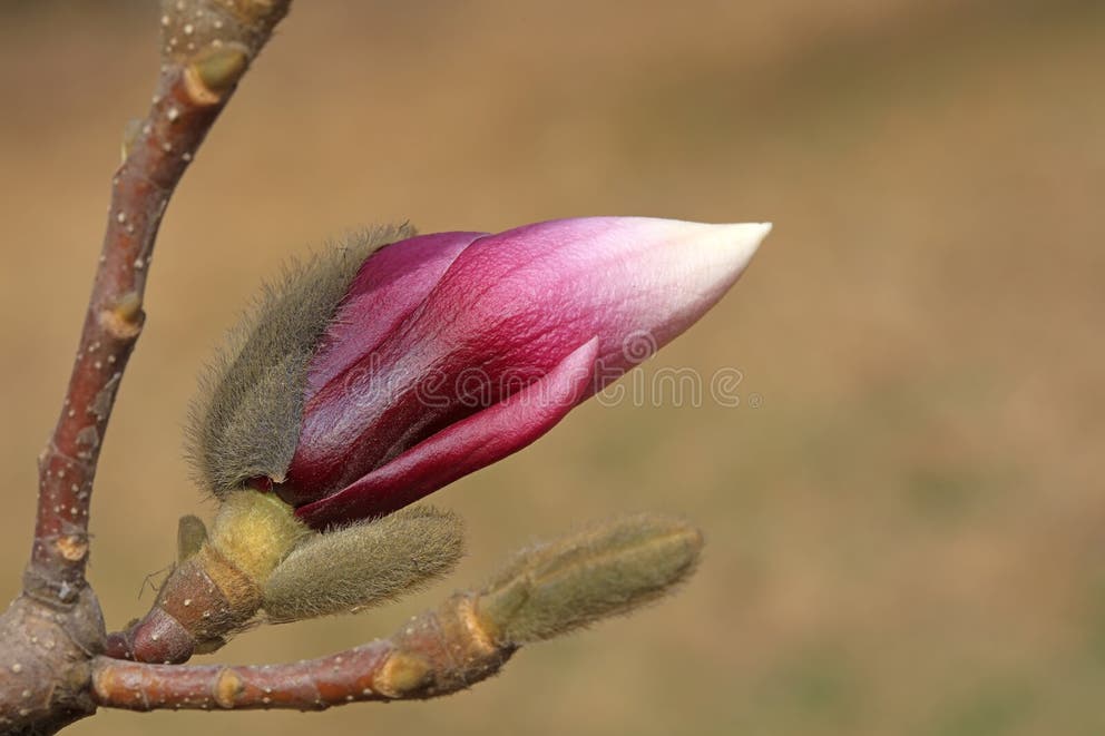 Magnolia Flower Buds in the Field Stock Photo - Image of special ...