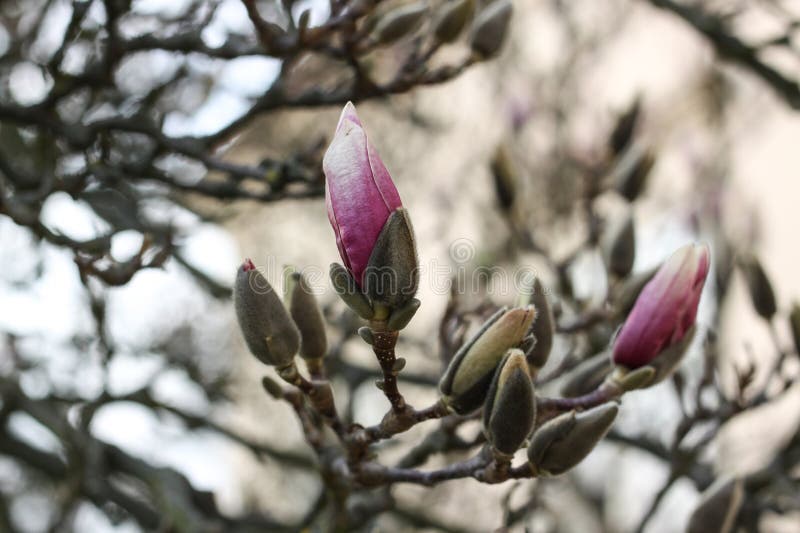 Magnolia Flower Buds in Spring Stock Photo - Image of snow, produce ...