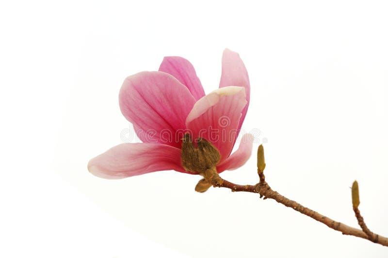 Magnolia Flower in the Field Stock Photo - Image of blooming, plant ...