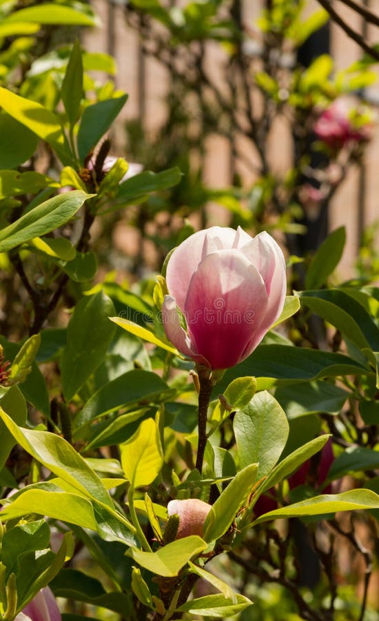Magnolia flower stock photo. Image of background, growing - 32405706