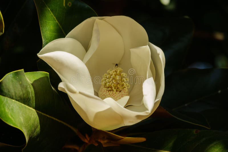 Inside Magnolia Blossom stock photo. Image of water, petals - 95735810