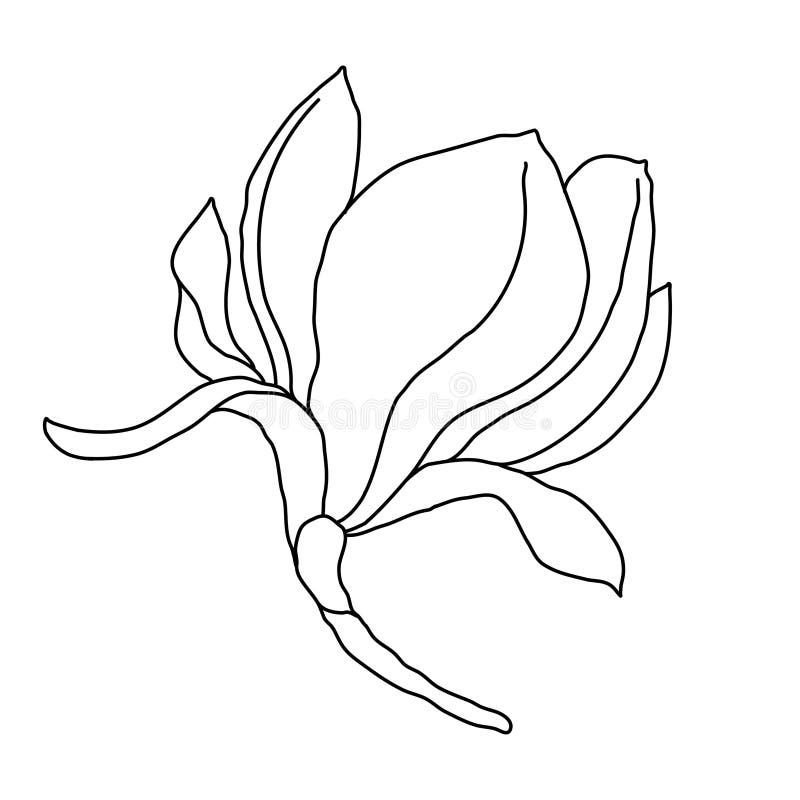 Magnolia Flower Monoline Art. Stock Vector - Illustration of monoline ...