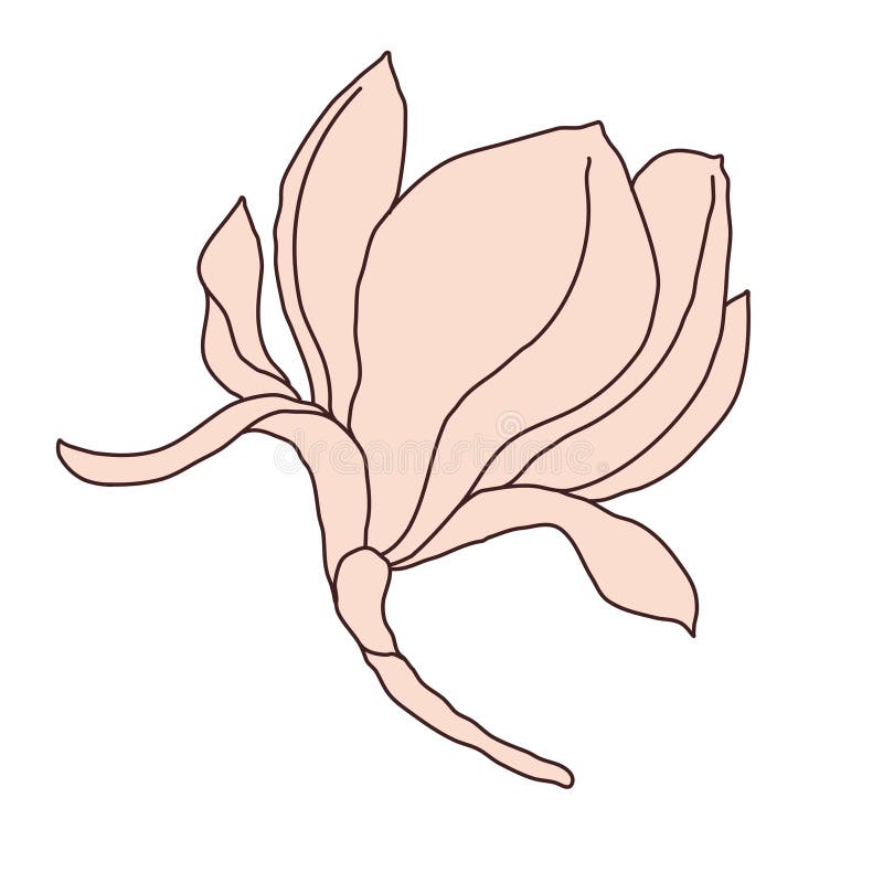 Magnolia Flower Bud Art. Hand Drawn Realistic Detailed Vector ...