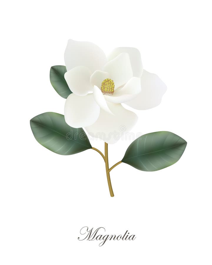 Magnolia Flower, Realistic Vector Illustration Stock Vector ...