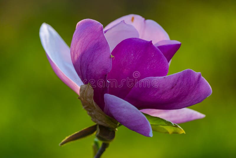 Springtime Field Landscape with Magnolia Flower Stock Photo - Image of ...