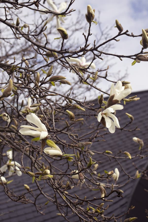 Magnolia flower stock photo. Image of magnolia, nature - 272939028