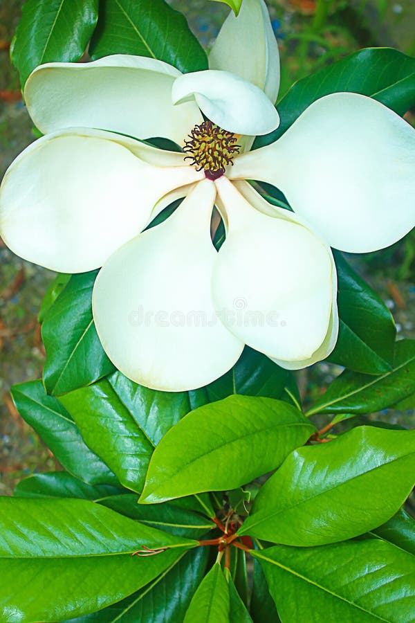 Magnolia Flower on Magnolia Tree with Green Leaves Stock Image - Image ...