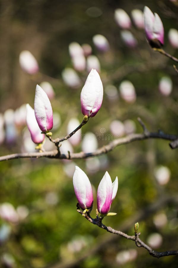 Magnolia Flower Trees in the Nature Background Stock Photo - Image of ...