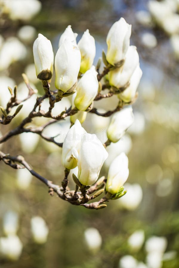 Magnolia Flower Trees in the Nature Background Stock Photo - Image of ...
