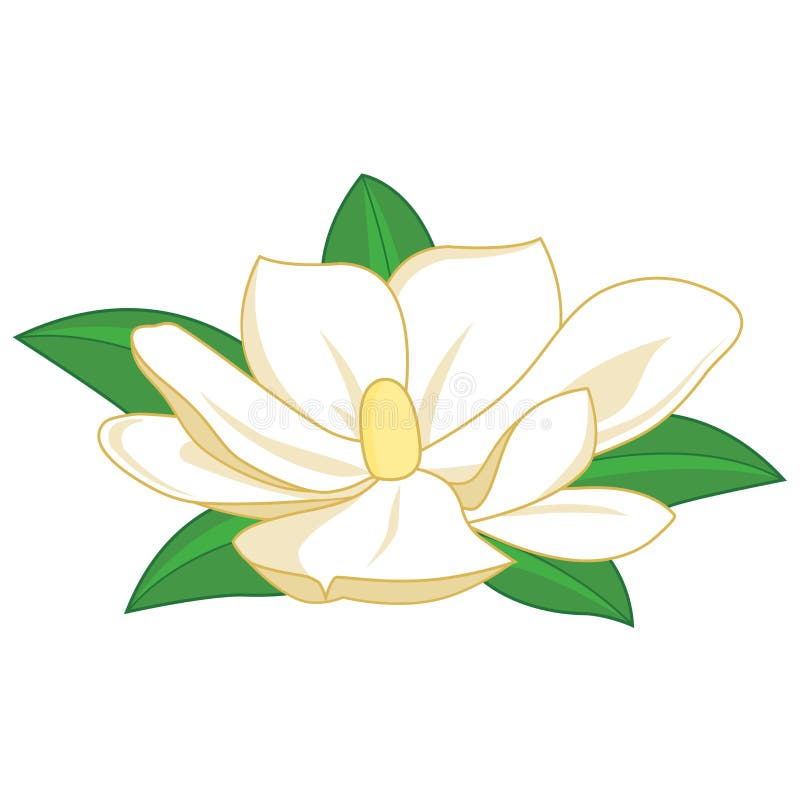Magnolia Flower. White Magnolia Flower with Green Leaves. Magnolia ...