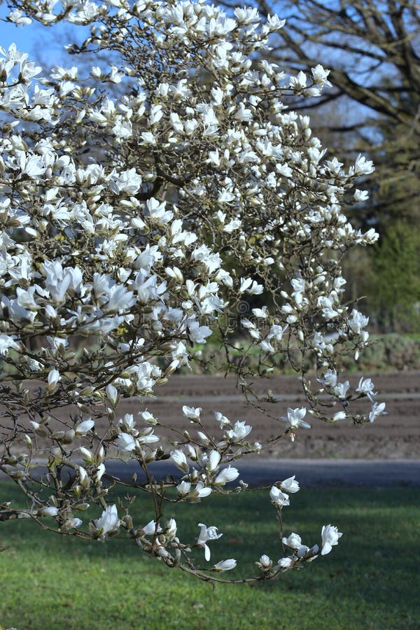 Magnolia flowering stock photo. Image of three, garden - 115085490