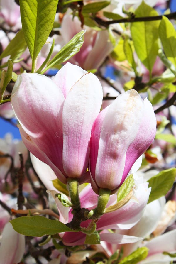 Magnolia flowers stock image. Image of pink, spring, bloom - 23697449