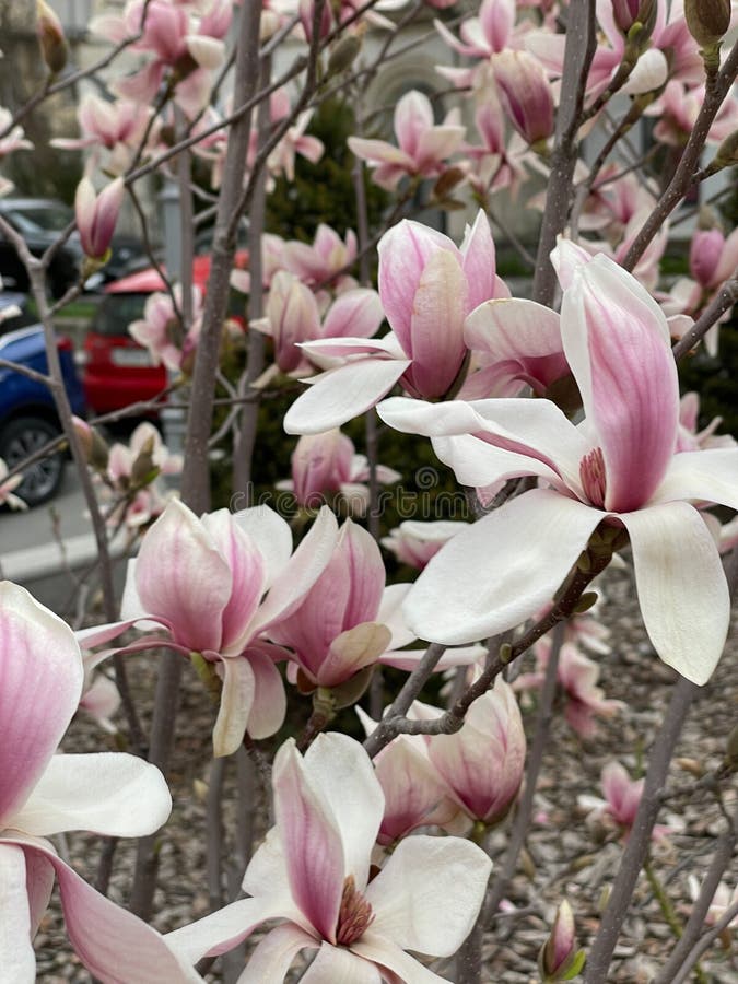 Magnolia Flowers Beautiful Trees Pink Color in Spring Stock Image ...