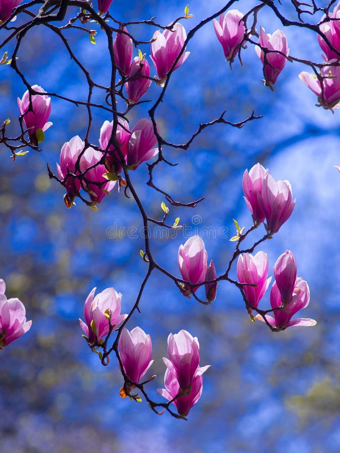 Magnolia Flowers on Blue Background Stock Image - Image of background ...