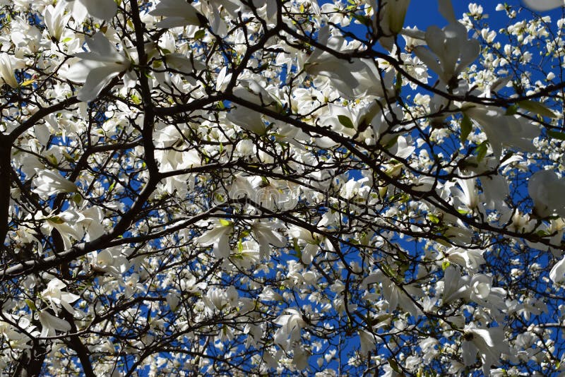 Magnolia Flowers In Blue Sky Stock Photo - Image of park, blue: 91151676