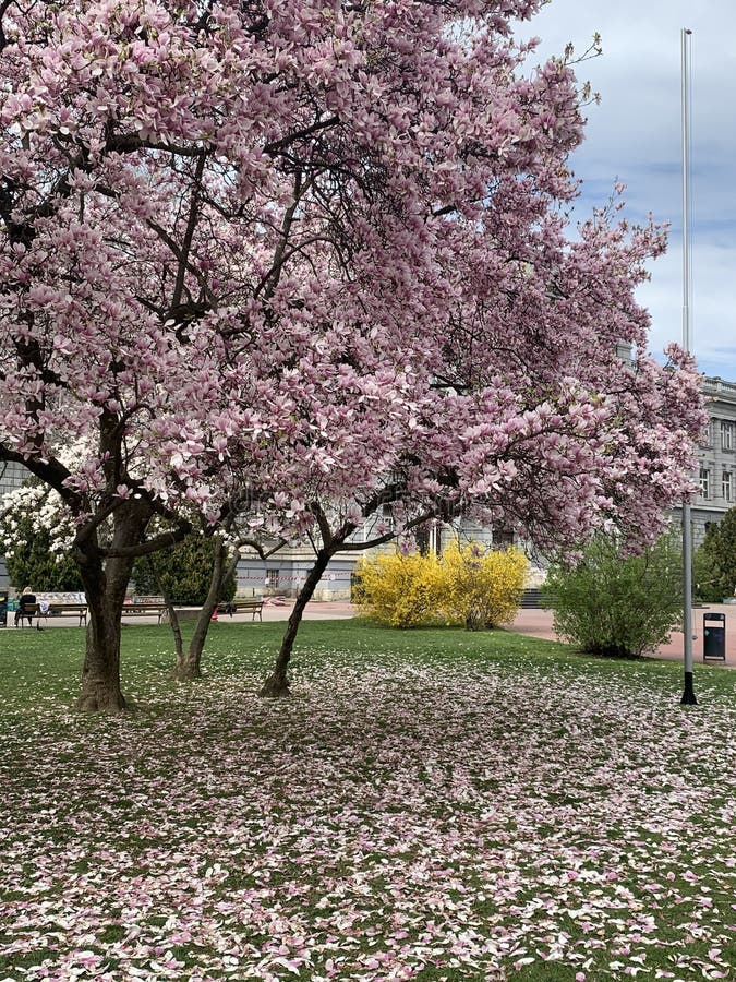 Magnolia flowers carpet stock image. Image of branch - 272942275
