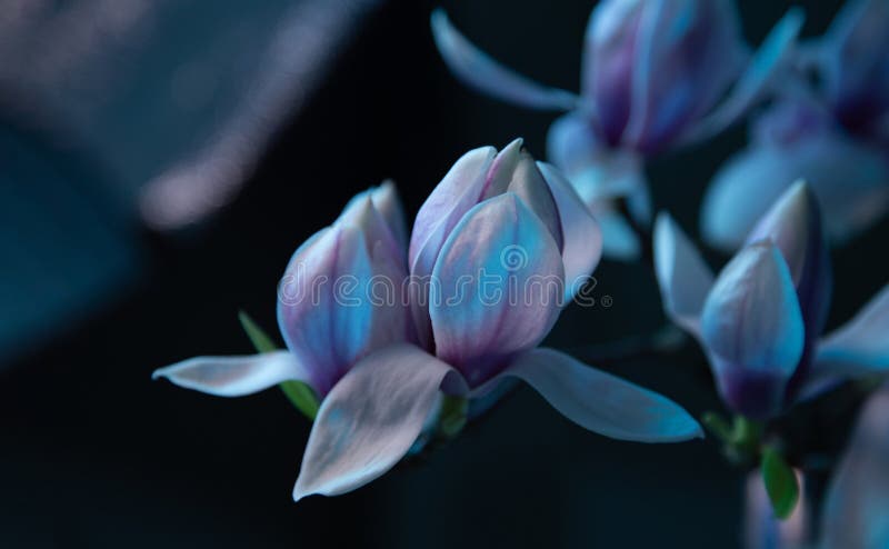 Magnolia Flowers Close Up in Blue Colors Stock Photo - Image of bright ...