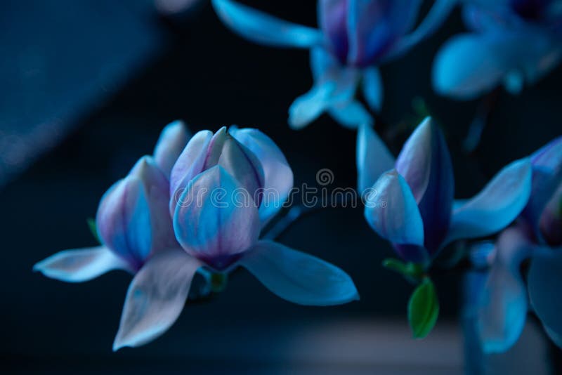 Magnolia Flowers Close Up in Blue Colors Stock Photo - Image of garden ...