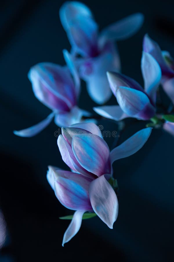 Magnolia Flowers Close Up in Blue Colors Stock Image - Image of light ...
