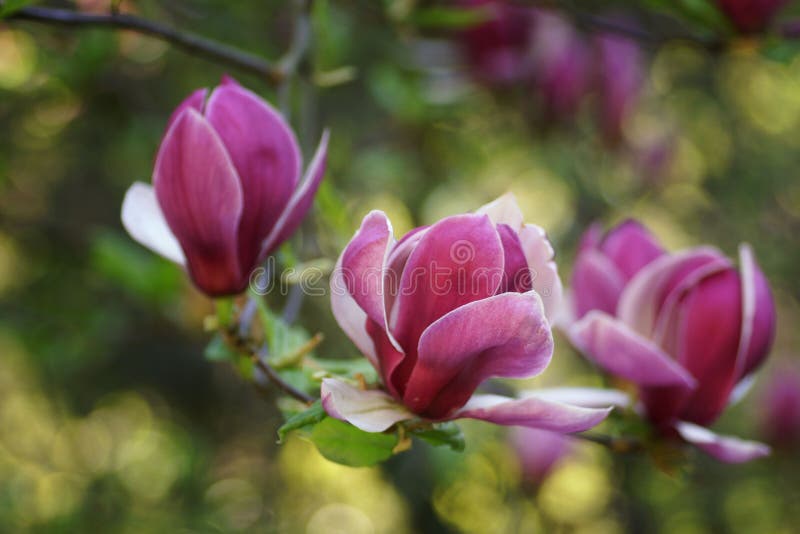 236 Pink Fuzzy Flowers Tree Stock Photos - Free & Royalty-Free Stock ...