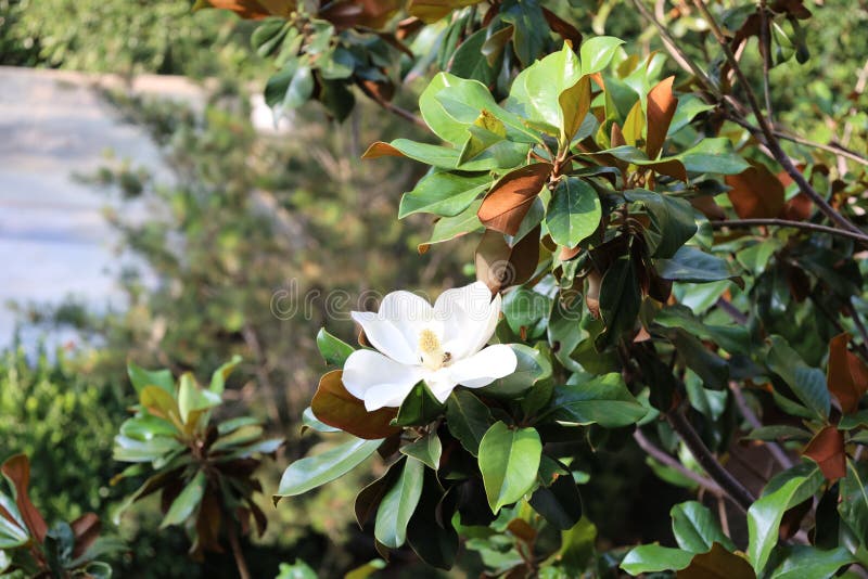 Magnolia Flowers in the June Sun Stock Image - Image of floor ...