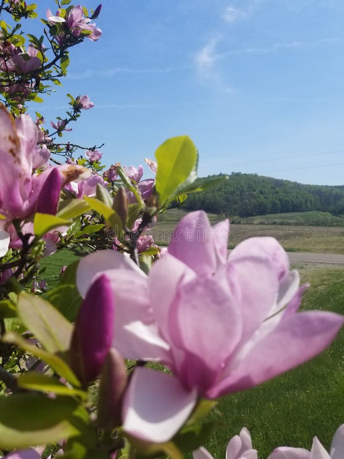 Magnolia Flowers Overlooking Ohio Valley Stock Photo - Image of flowers ...
