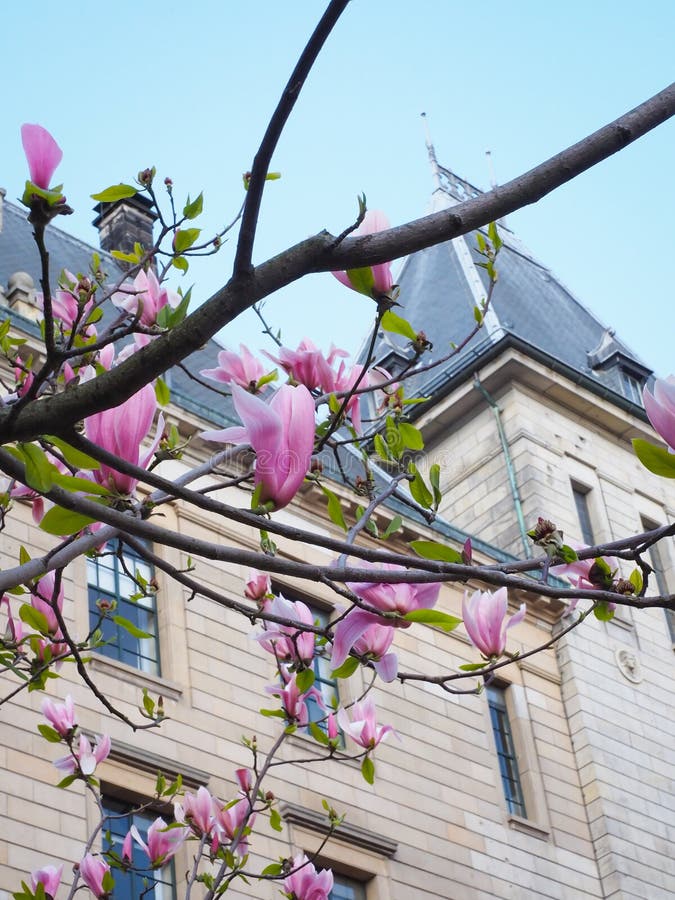 Magnolia Flowers in the Park beside the City Streets Stock Image ...